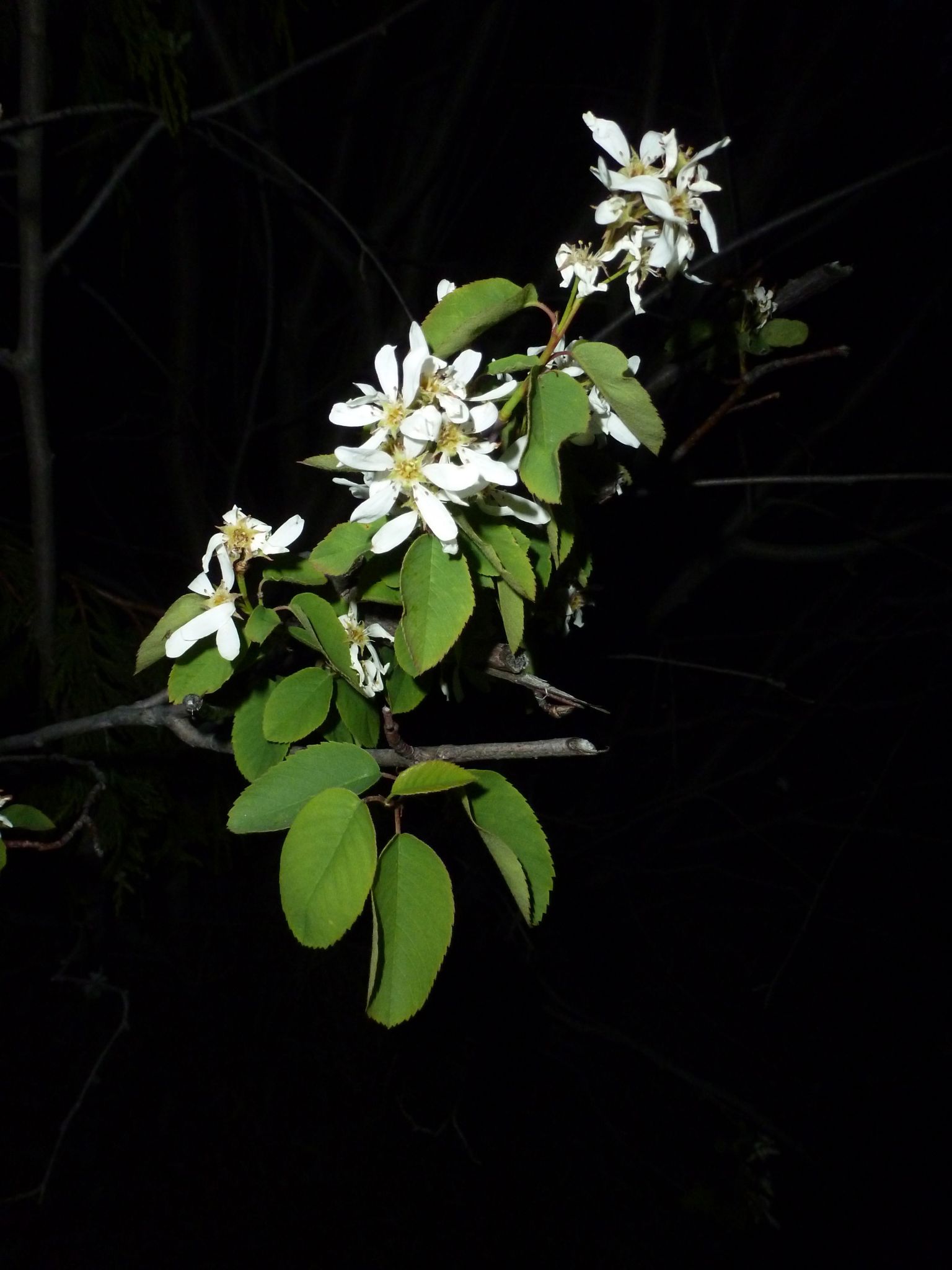 The Language of Flowers – Okanagan Okanogan
