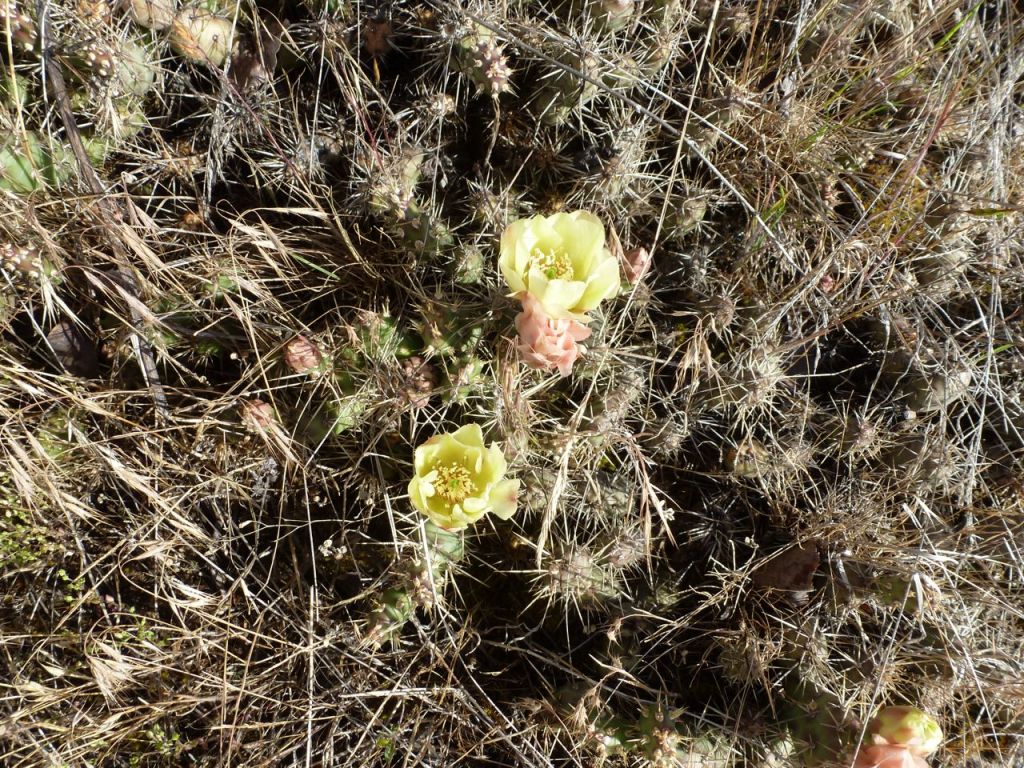 Prickly Pear Cactus – Okanagan Okanogan