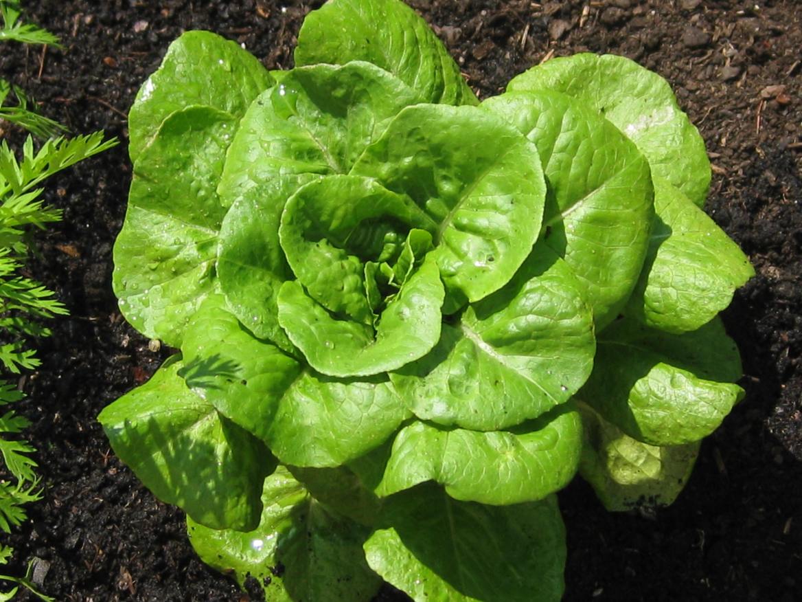 15 New Vegetables for the Okanagan – Okanagan Okanogan