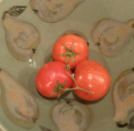 Christmas Tomatoes – Okanagan Okanogan