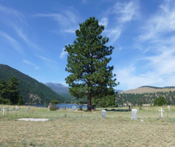 Ponderosa Pine: The Tree at the Heart of a People – Okanagan Okanogan