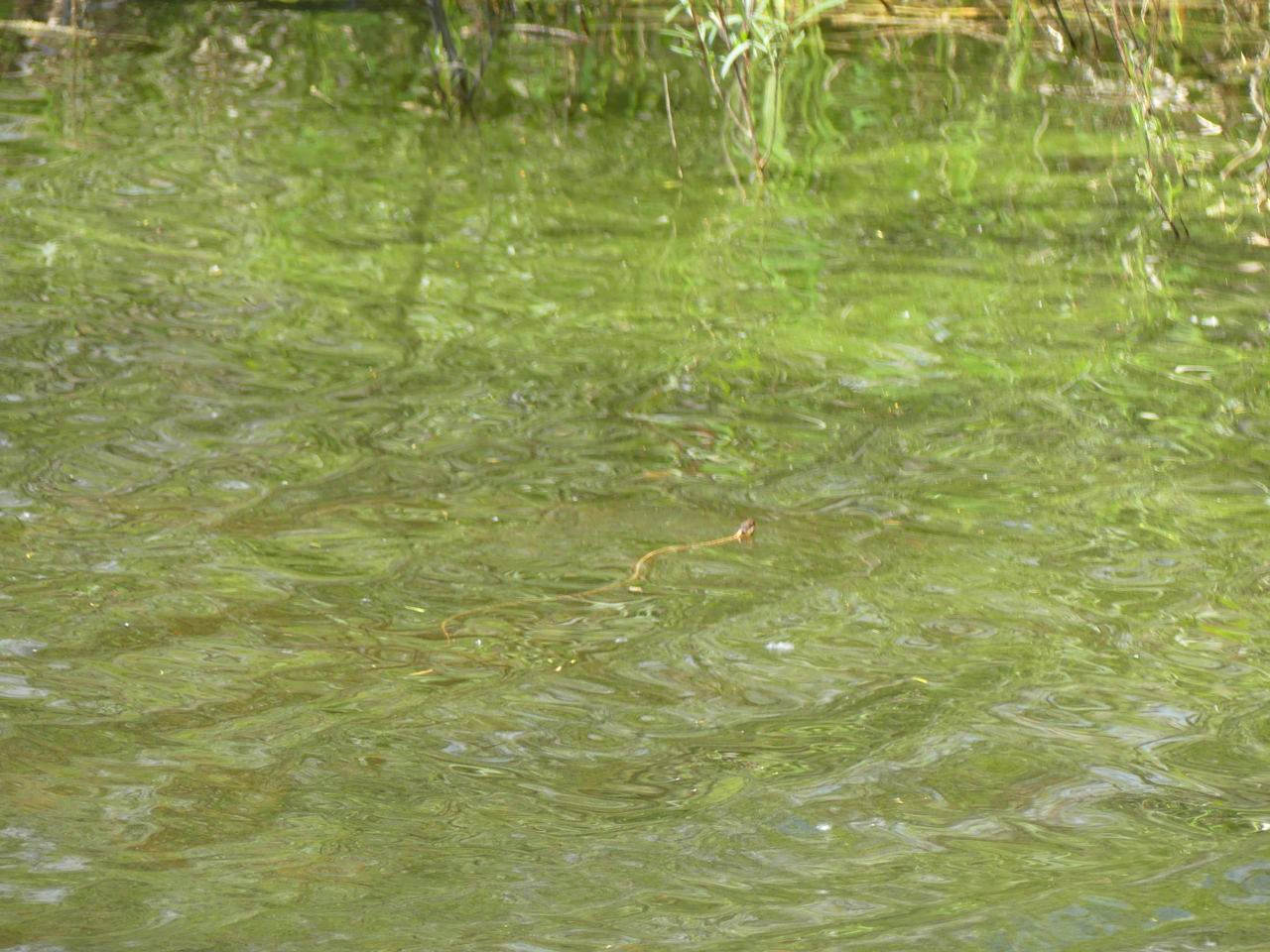 Garter Snake Gone Fishing – Okanagan Okanogan