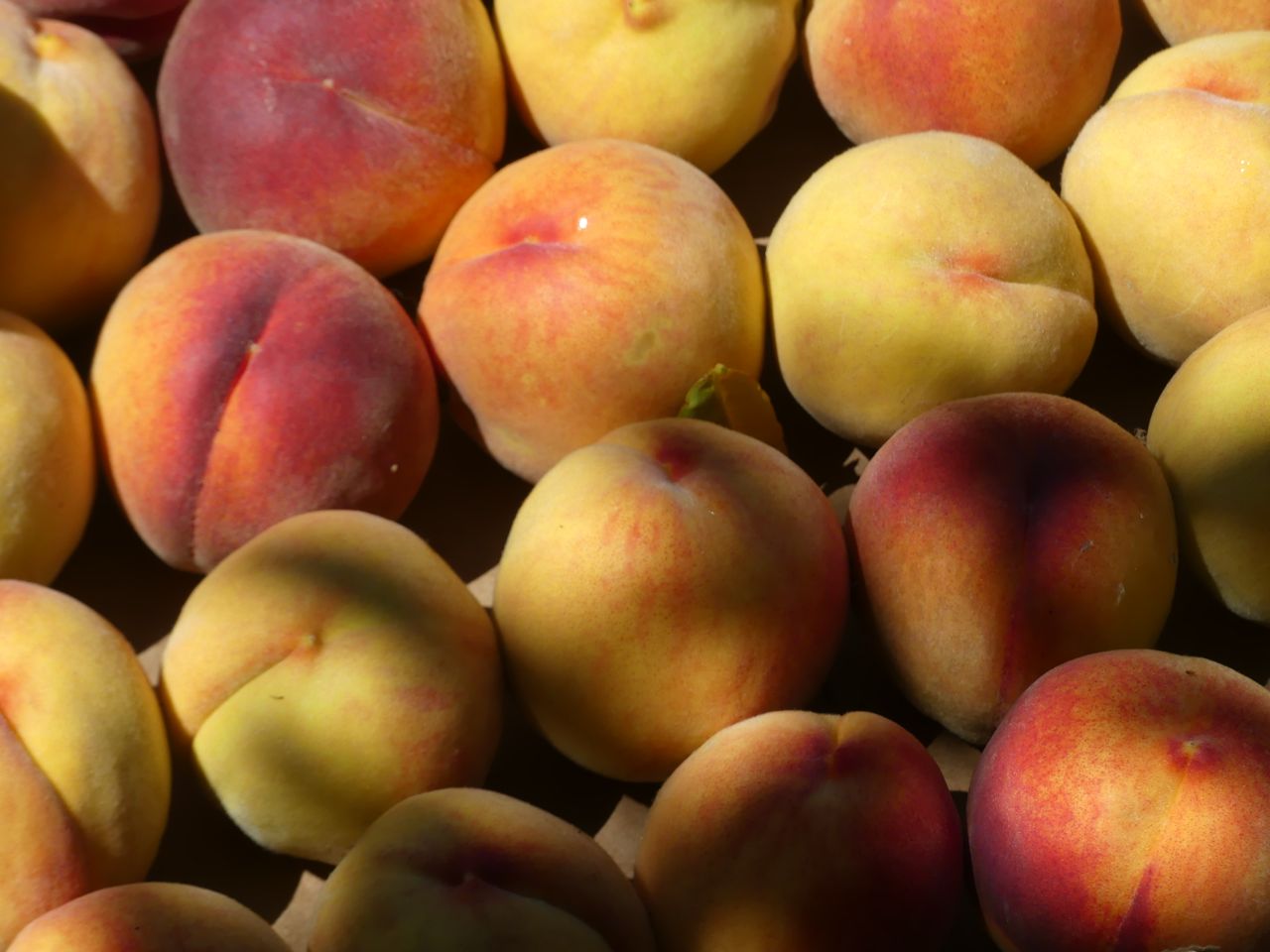 Peaches and the Meaning of Life – Okanagan Okanogan
