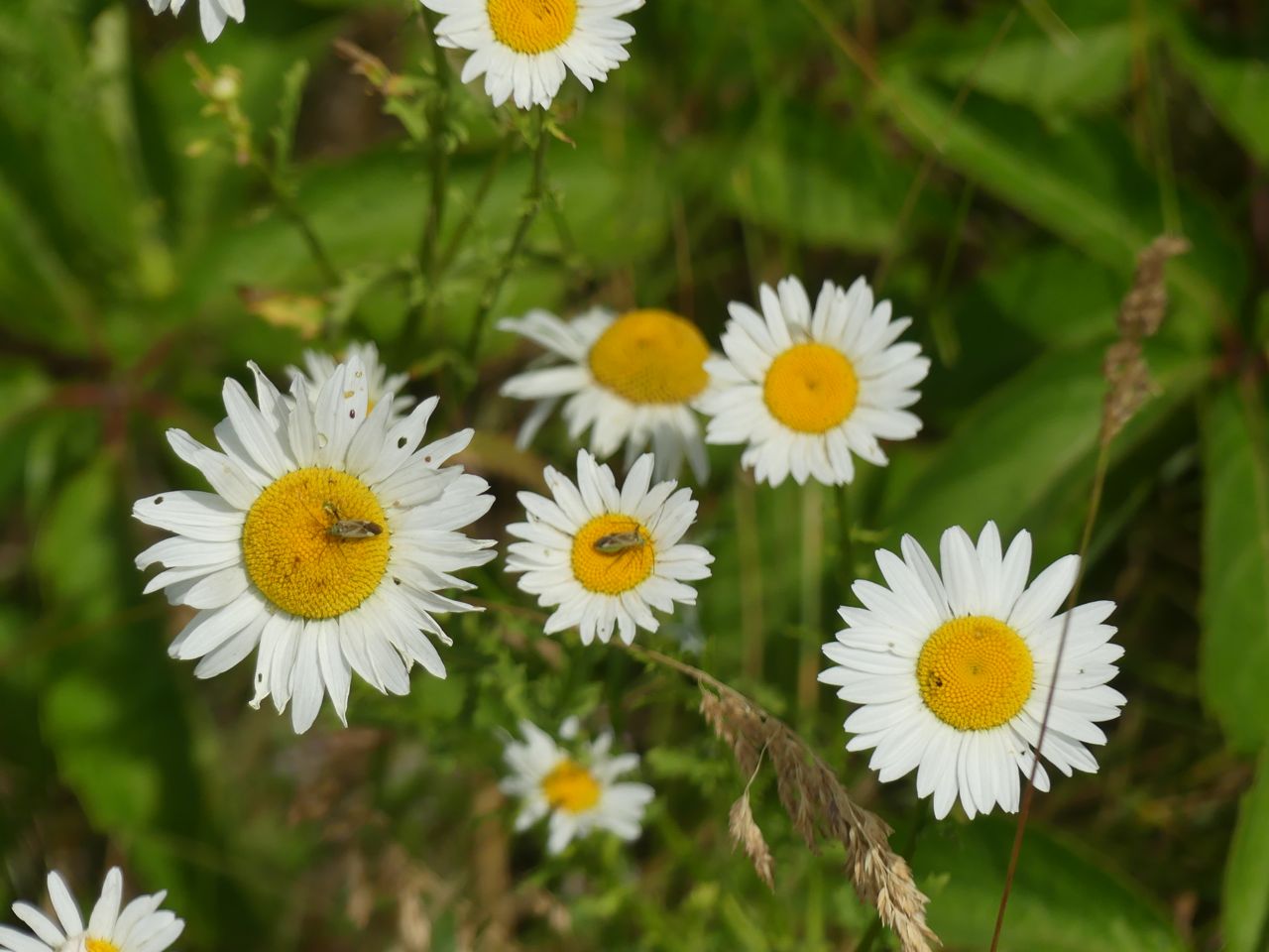 How An Ecosystem Works: The Daisy Model – Okanagan Okanogan