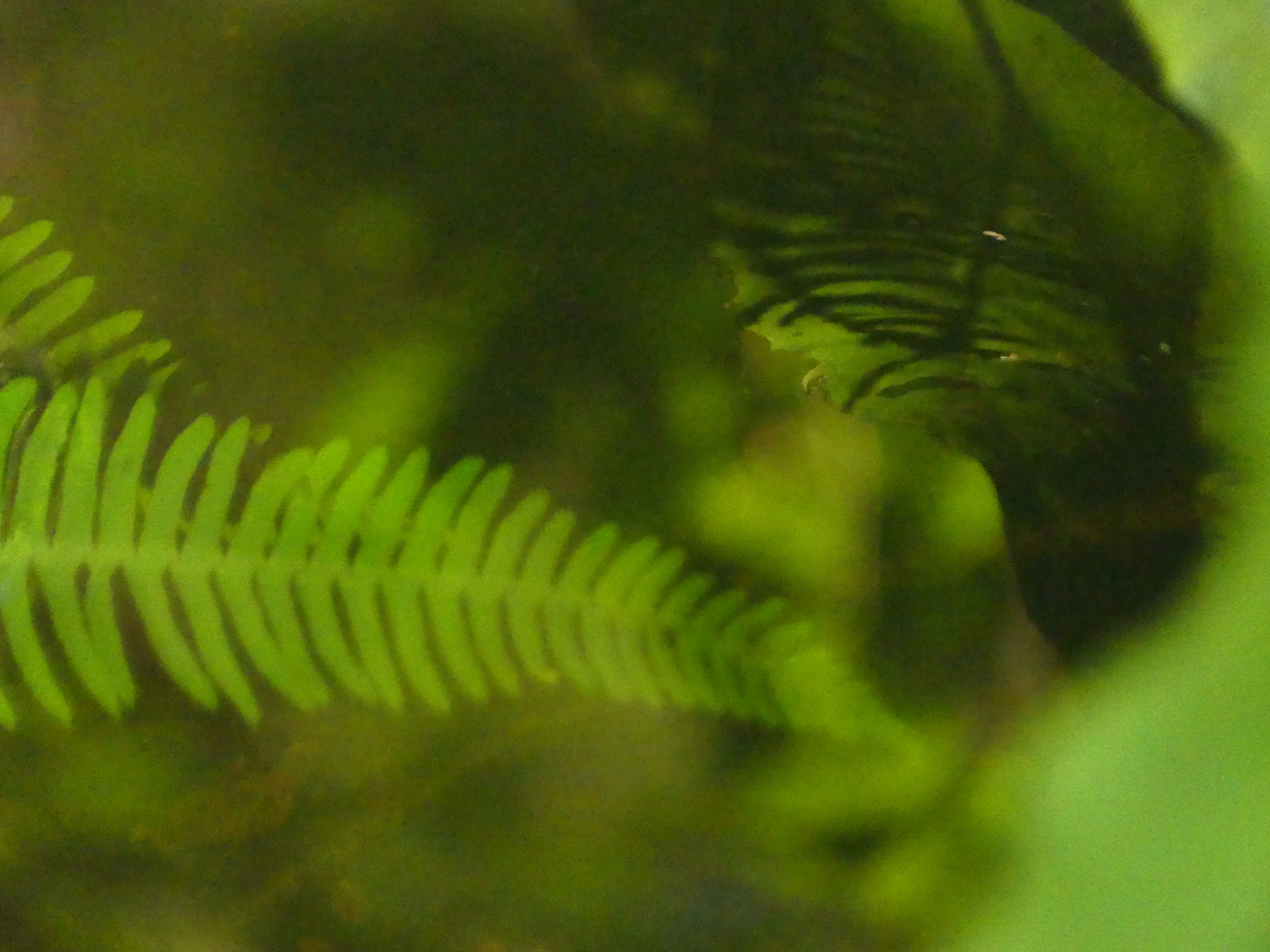 Forest Salmon in the Salmon Forest – Okanagan Okanogan