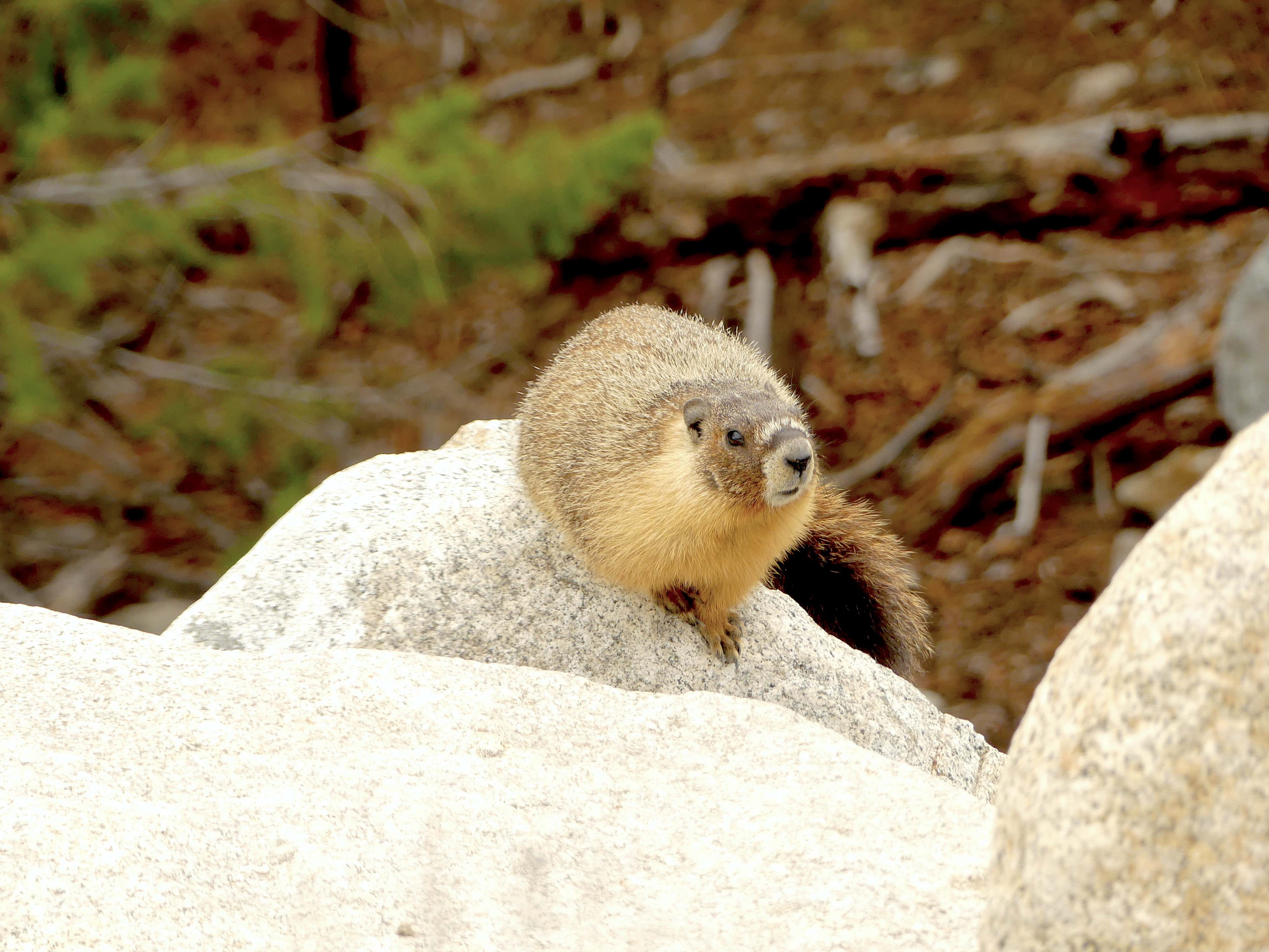 The Marmots Are Up and At ‘Em – Okanagan Okanogan