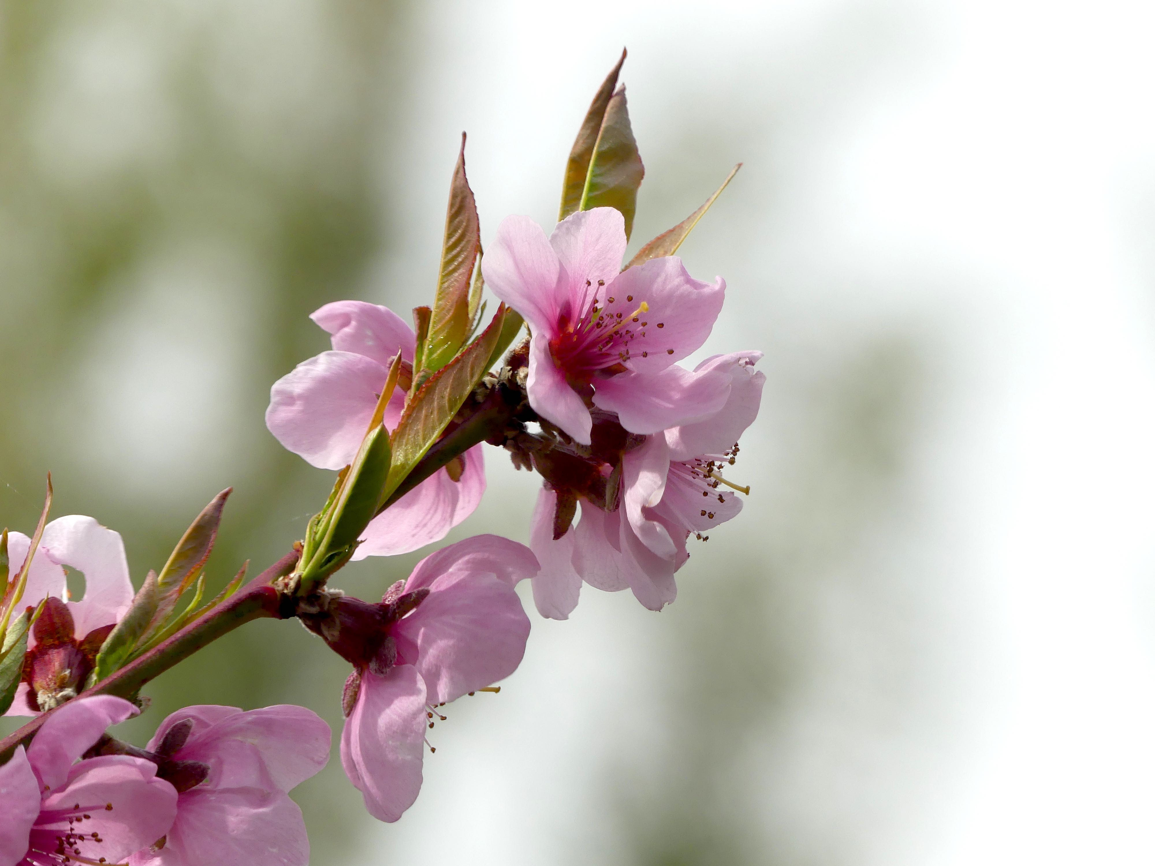 Every Nectarine Begins in Hope and Beauty – Okanagan Okanogan