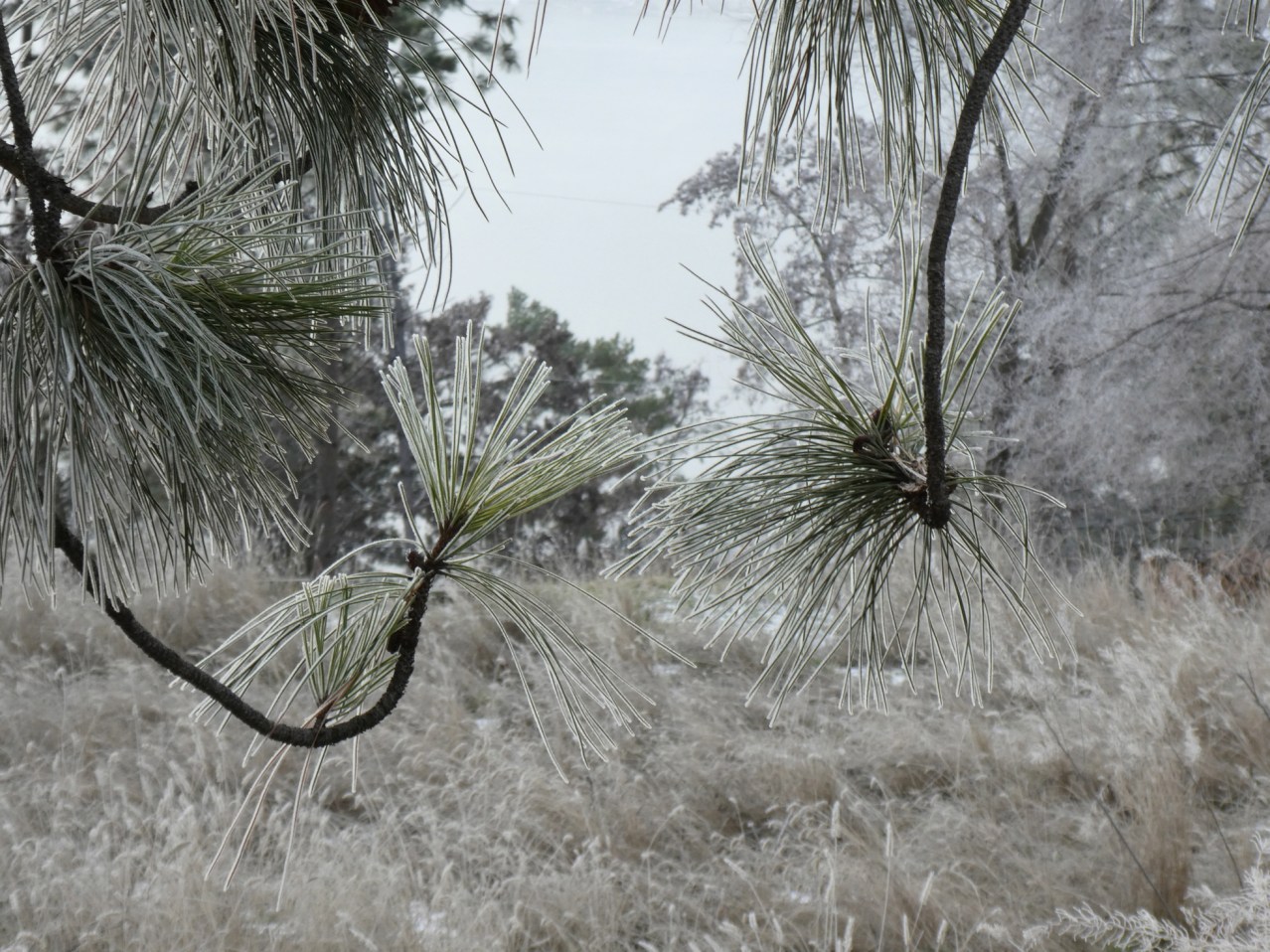 Pines and Humans are One – Okanagan Okanogan