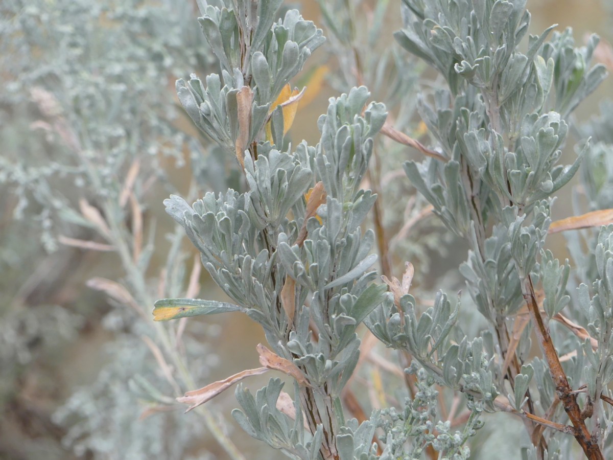 What Colour is Big Sagebrush? – Okanagan Okanogan
