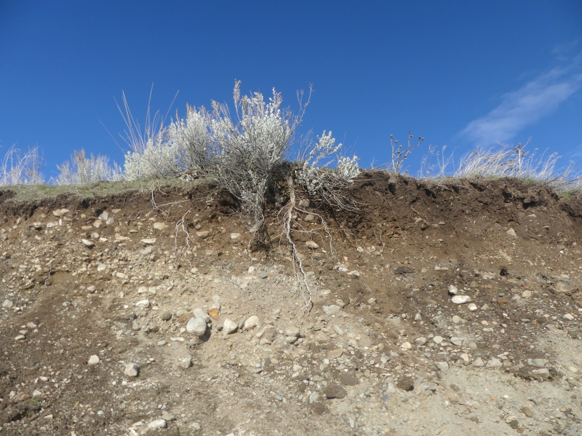 Sagebrush’s Generosity – Okanagan Okanogan