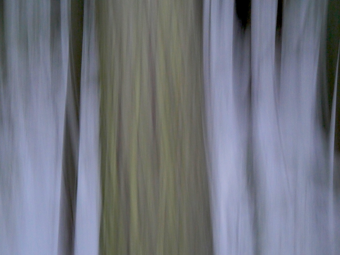 Cedars Dancing in the Snow – Okanagan Okanogan